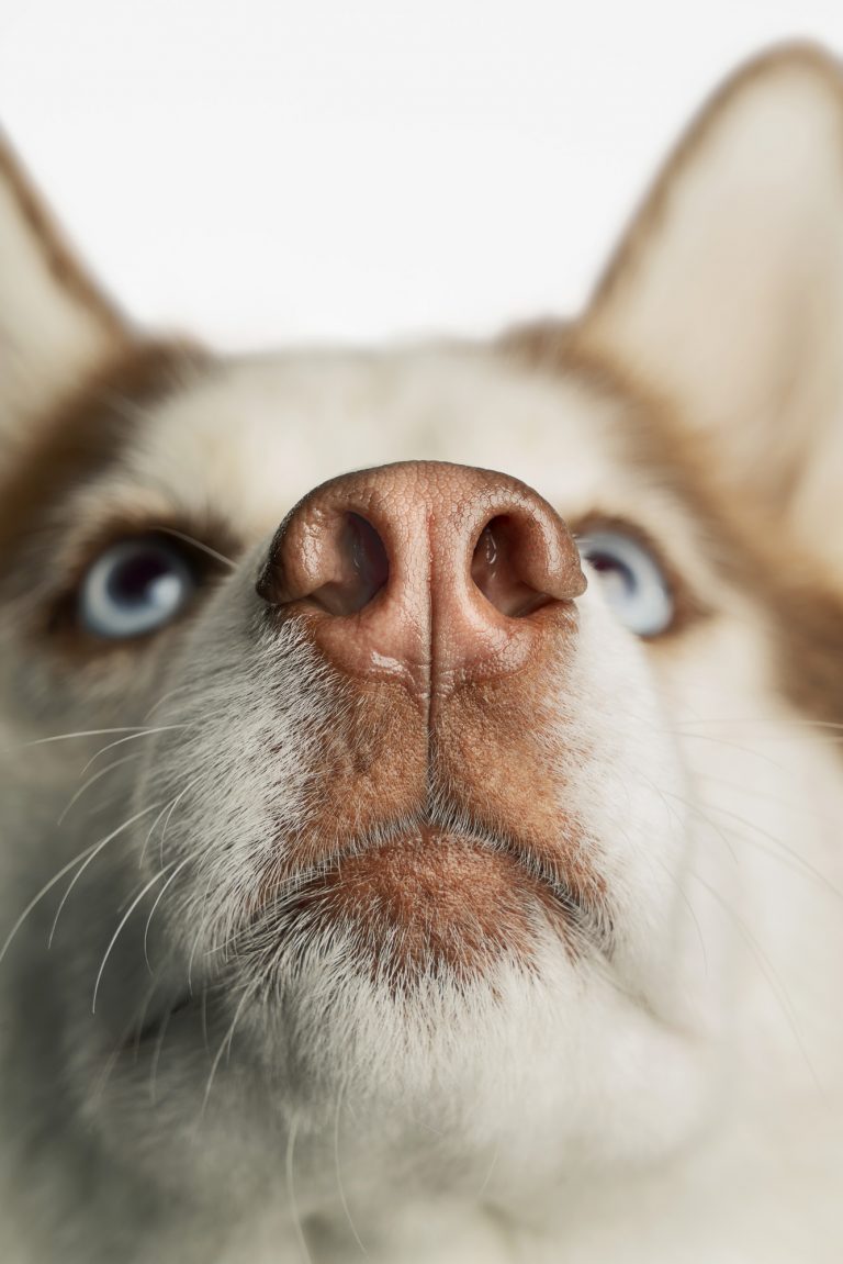 Introduction To Scent Work Every Dog